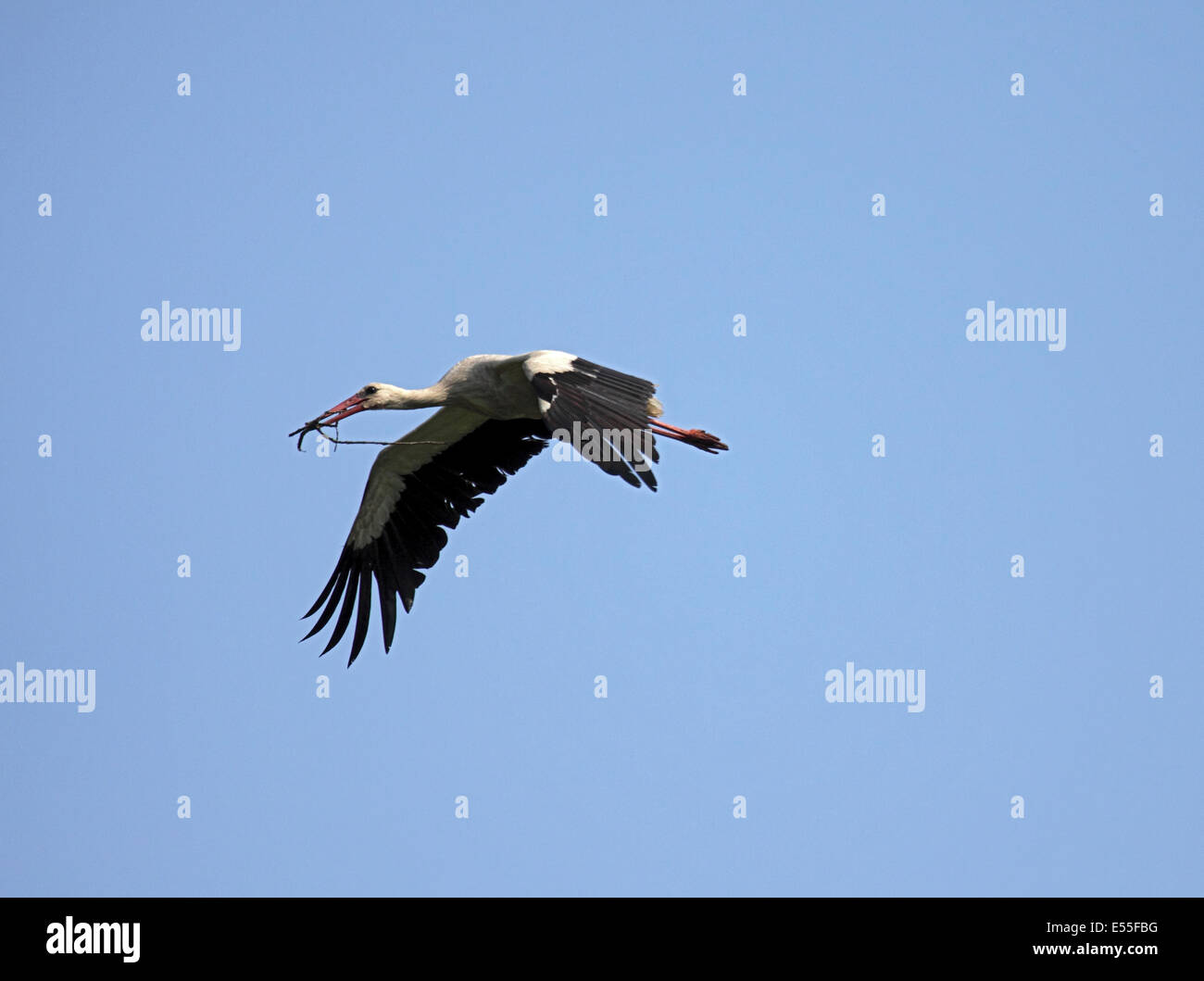 White stork flying with stick for nest in Poland Stock Photo - Alamy
