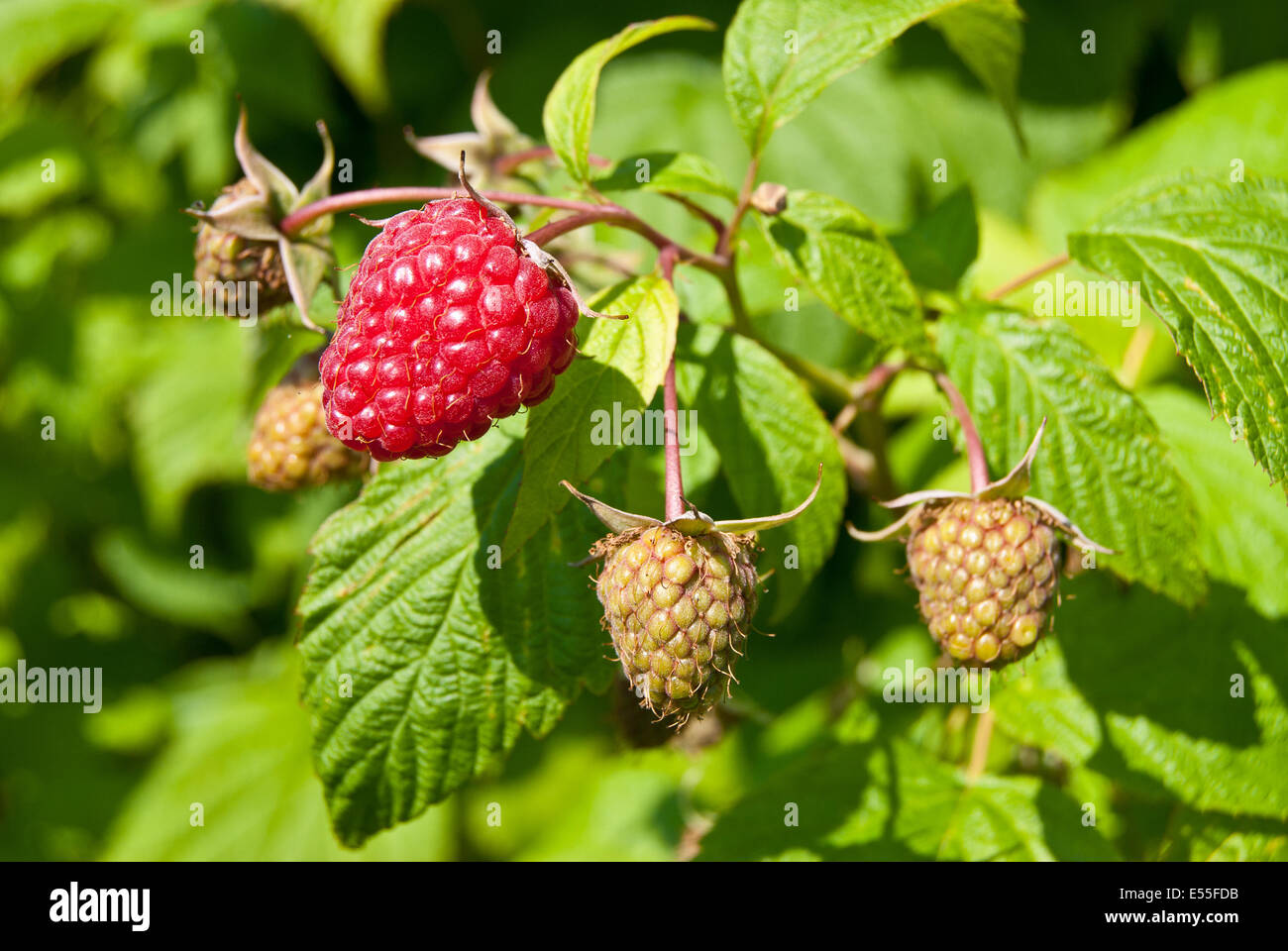 Plantation of raspberries, fruits growing on bush Stock Photo - Alamy