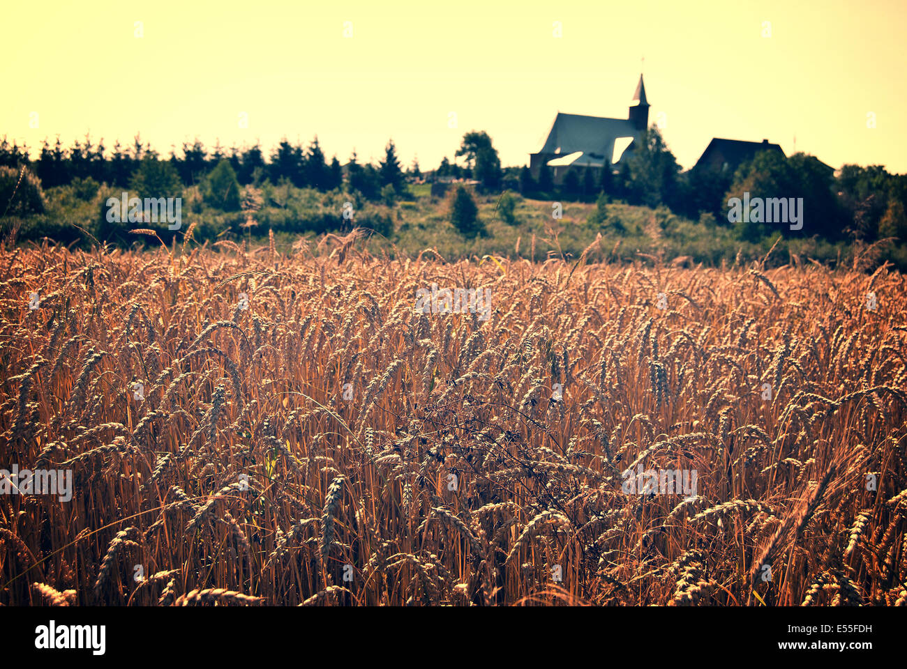 Vintage wheat field background hi-res stock photography and images - Alamy