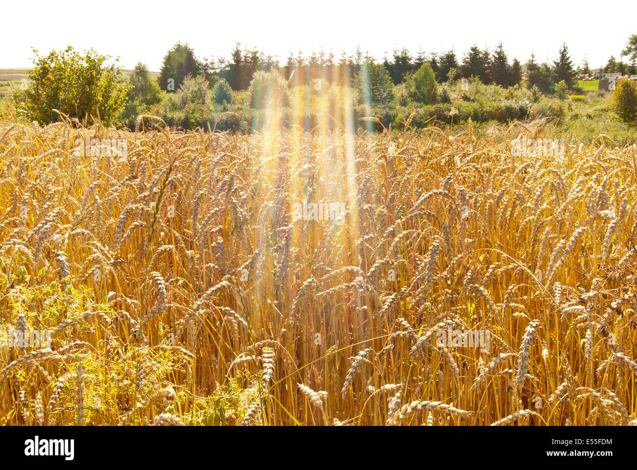 Sunrise over ripe wheat field, flare lighting effect Stock Photo - Alamy