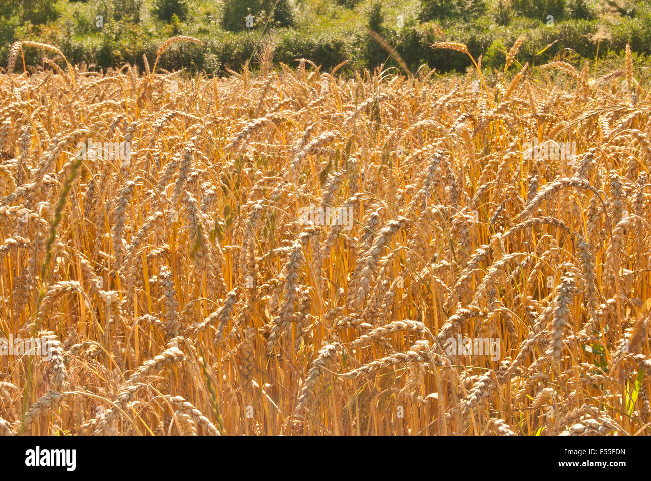 Beautiful yellow field ripe wheat hi-res stock photography and images ...