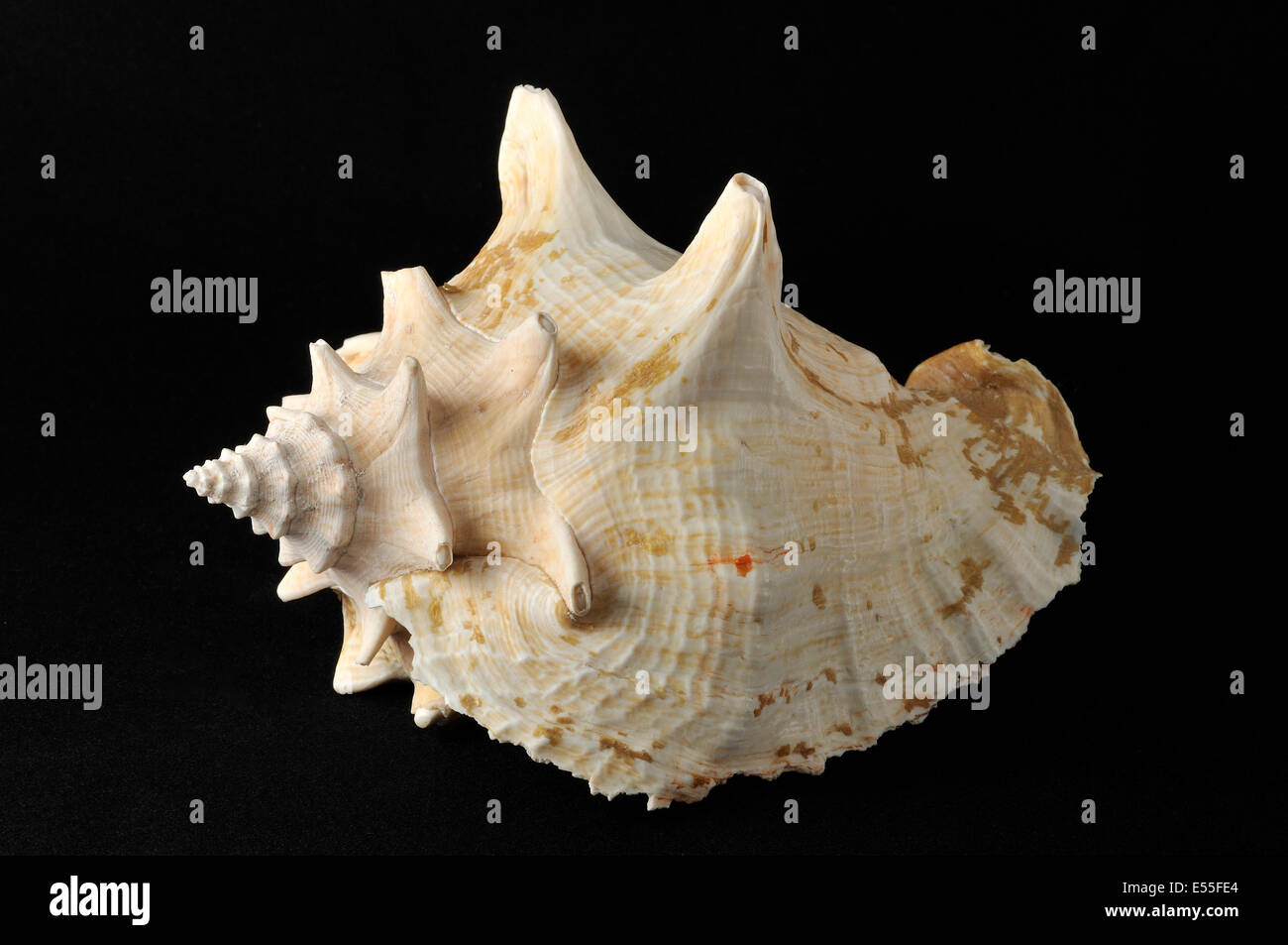 Husk shell hi-res stock photography and images - Alamy
