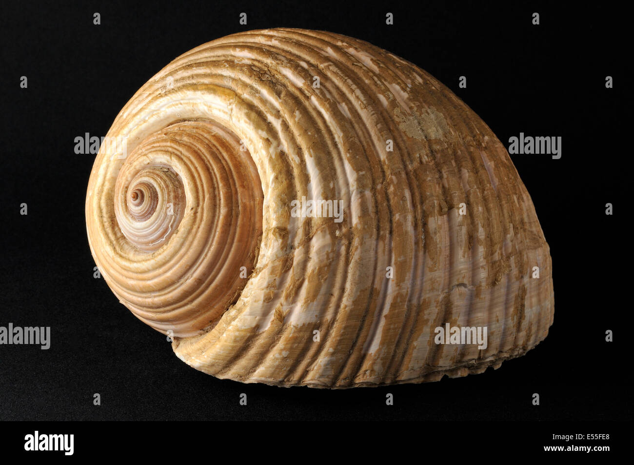 Husk shell hi-res stock photography and images - Alamy