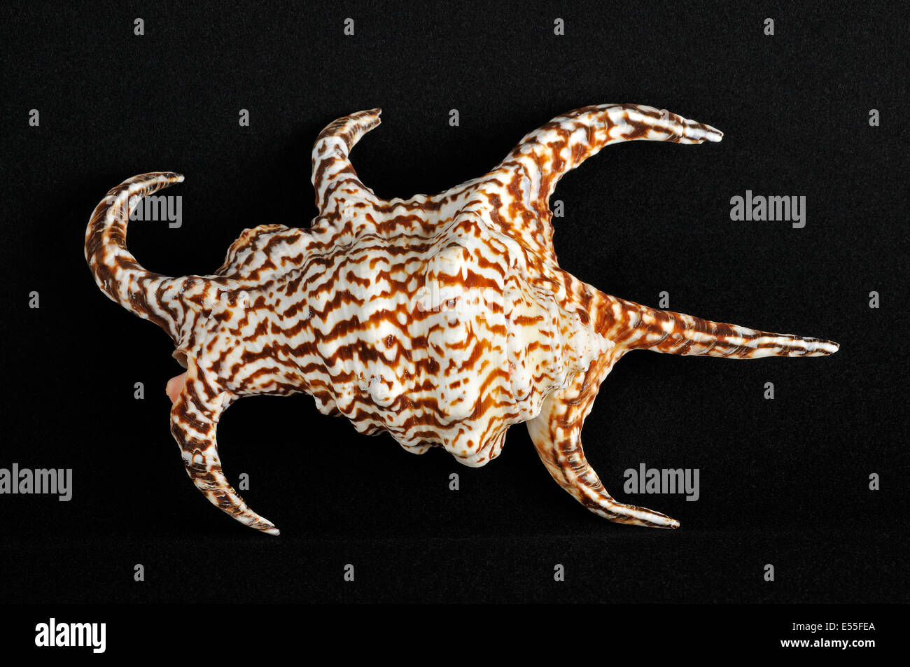 Husk shell hi-res stock photography and images - Alamy