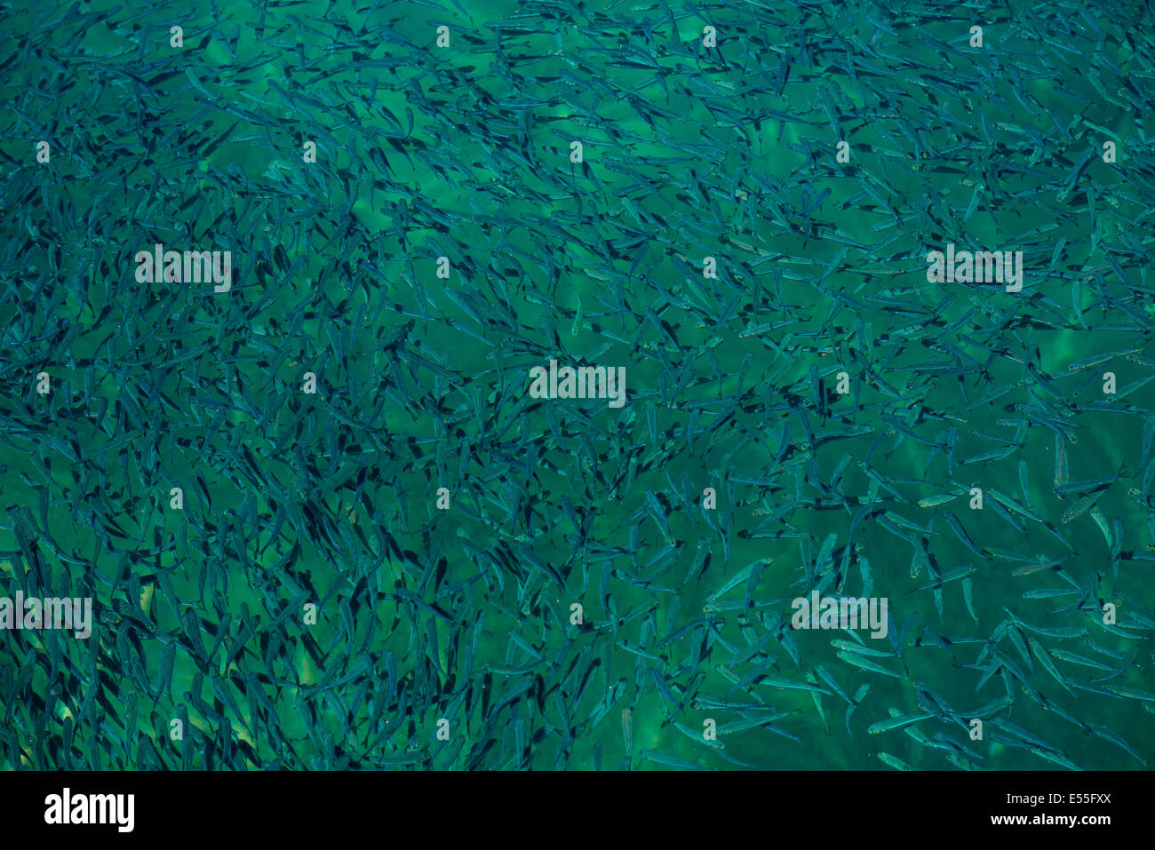 Fish crowd circle hi-res stock photography and images - Alamy