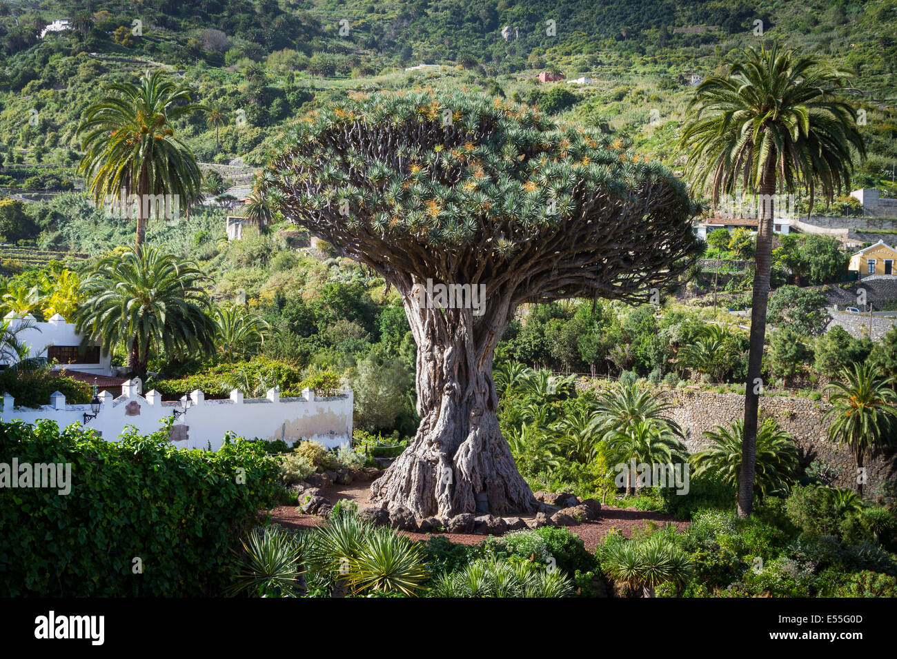 Dragon tree (Dracaena draco). Icod de los Vinos. Tenerife, Canary ...