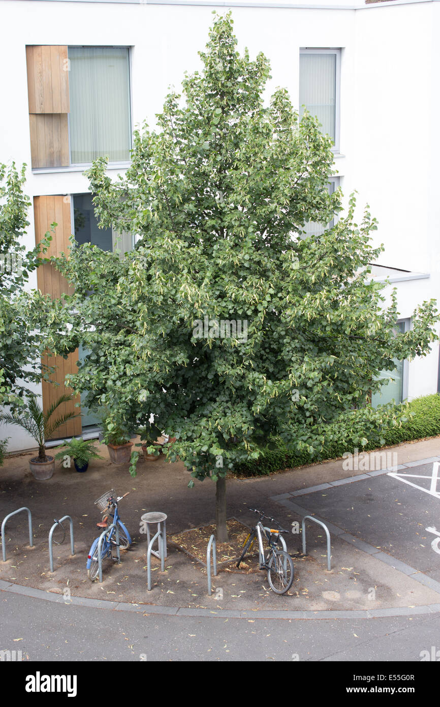 Tree in urban area of London Stock Photo - Alamy