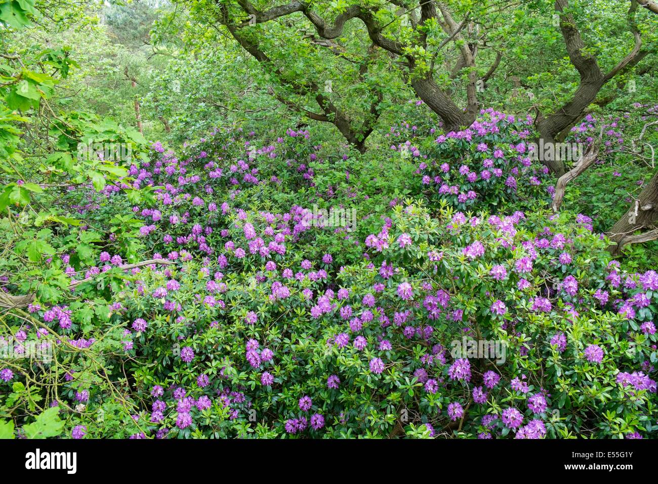 Woodland flowers hi-res stock photography and images - Alamy