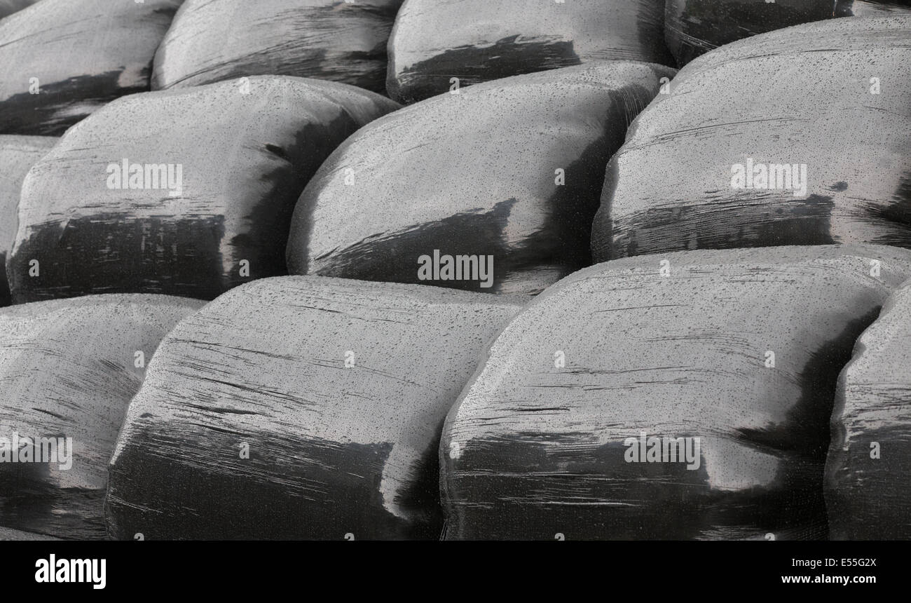 Stack of black round silage haylage bales Stock Photo - Alamy