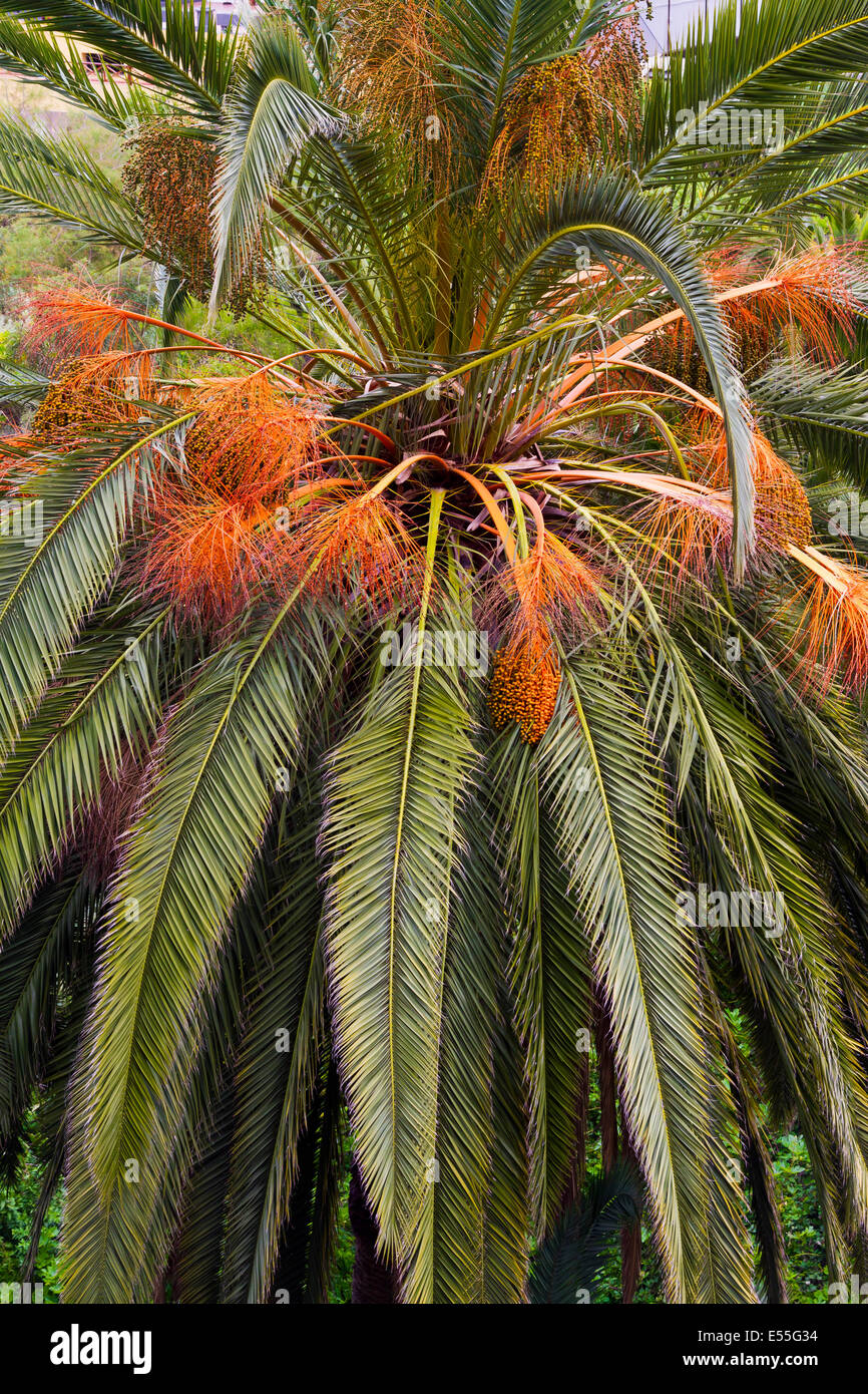 Phoenix canariensis hi-res stock photography and images - Alamy
