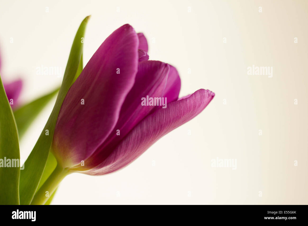 Tulip single flower close up Stock Photo - Alamy