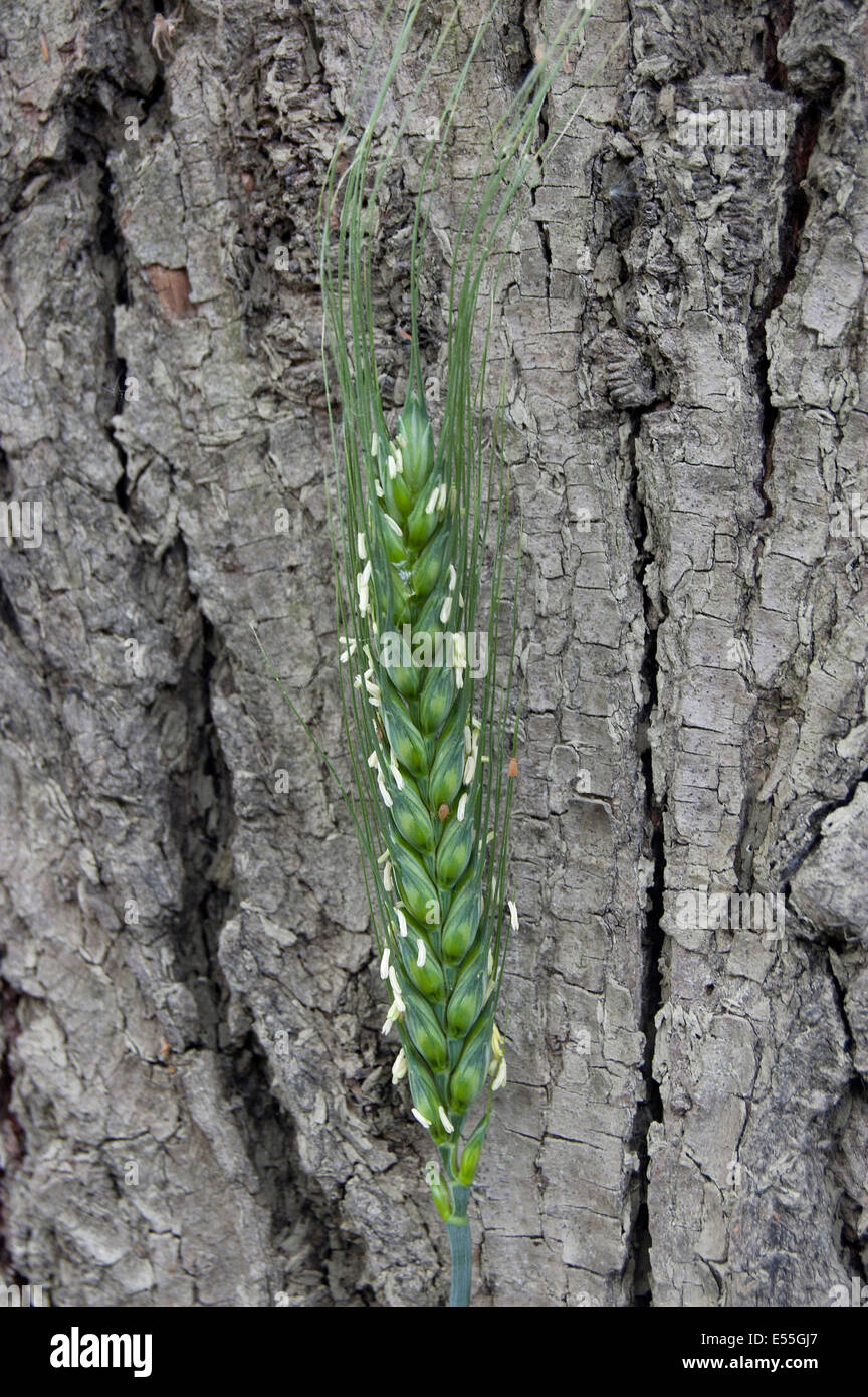 The stalk of wheat grown by an old tree Stock Photo - Alamy
