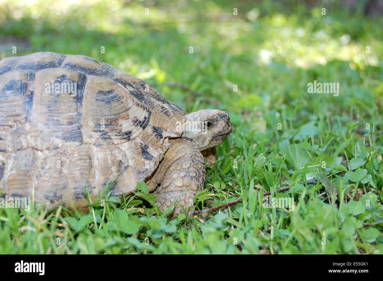Old turtle hi-res stock photography and images - Alamy