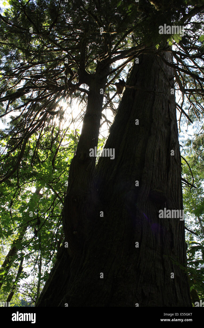 Ancient cedar tree hi-res stock photography and images - Alamy