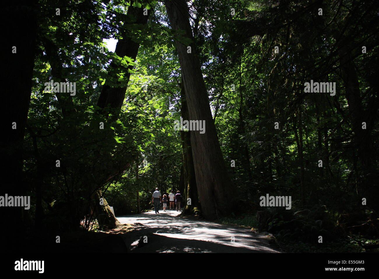 Ancient cedar tree hi-res stock photography and images - Alamy