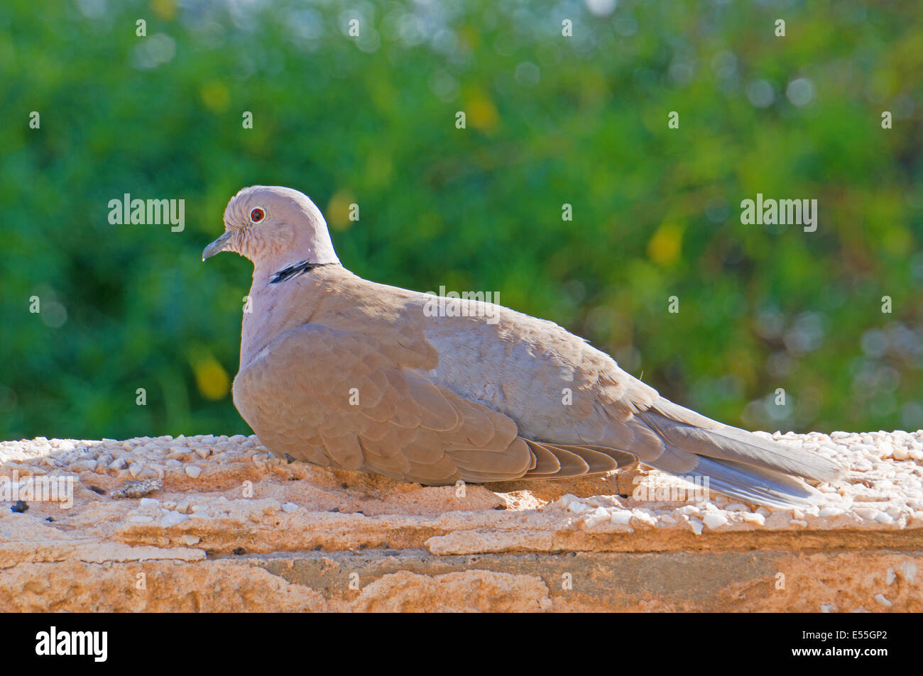 A Dove taken close up on a balcony Stock Photo - Alamy