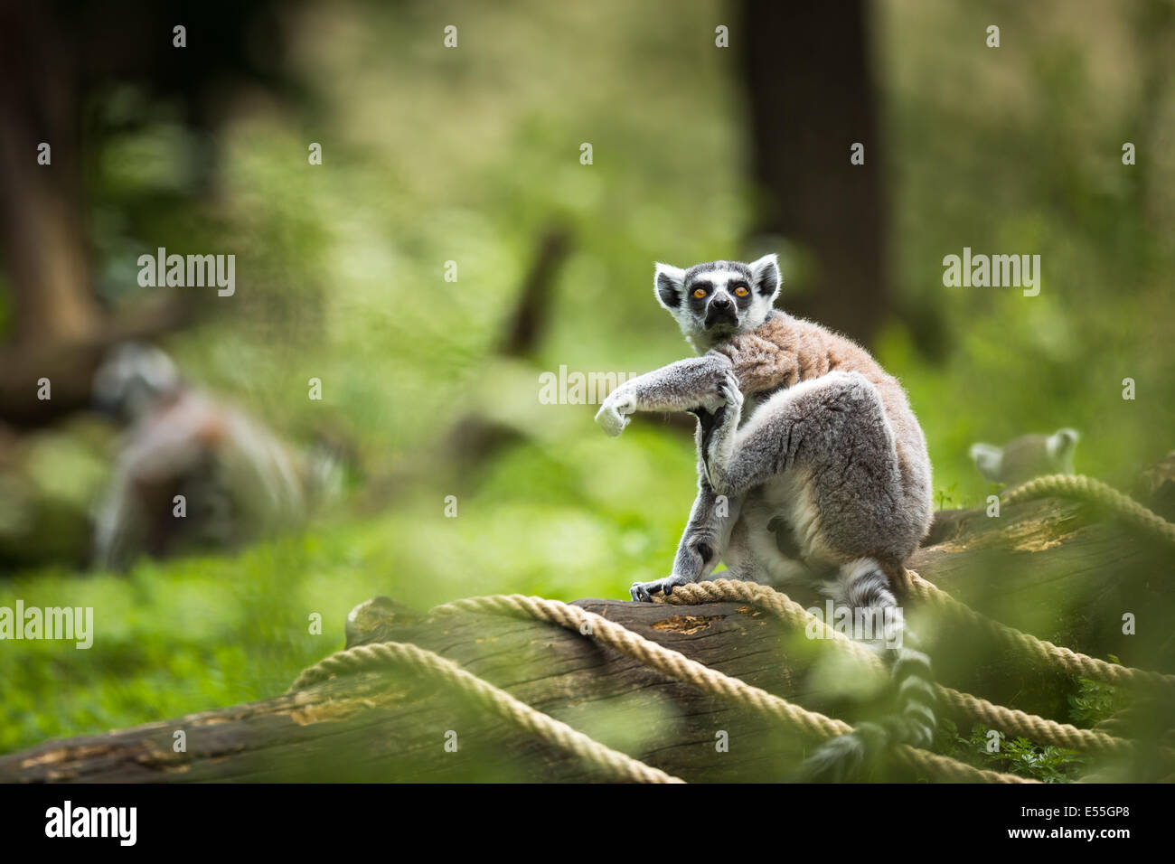 Lemur kata (Lemur catta Stock Photo - Alamy