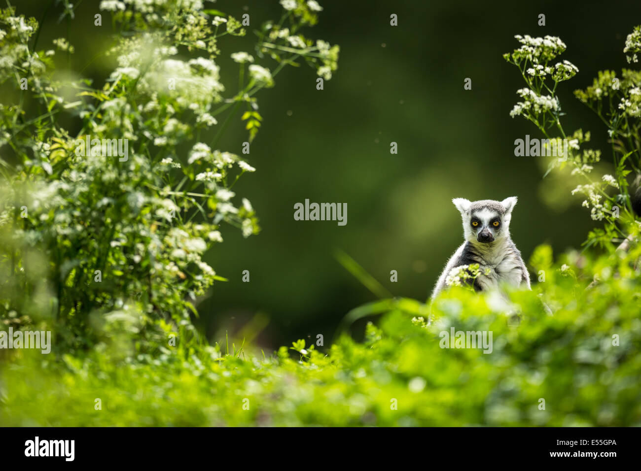 Lemur kata (Lemur catta Stock Photo - Alamy
