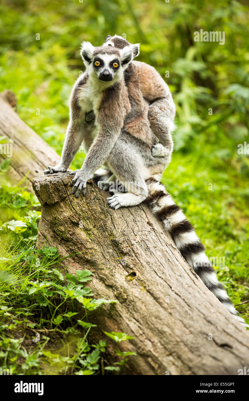 Lemur kata (Lemur catta Stock Photo - Alamy