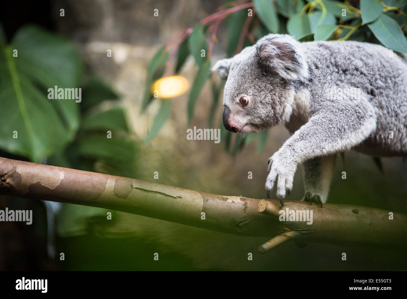 Koala on a tree with bush green background Stock Photo - Alamy