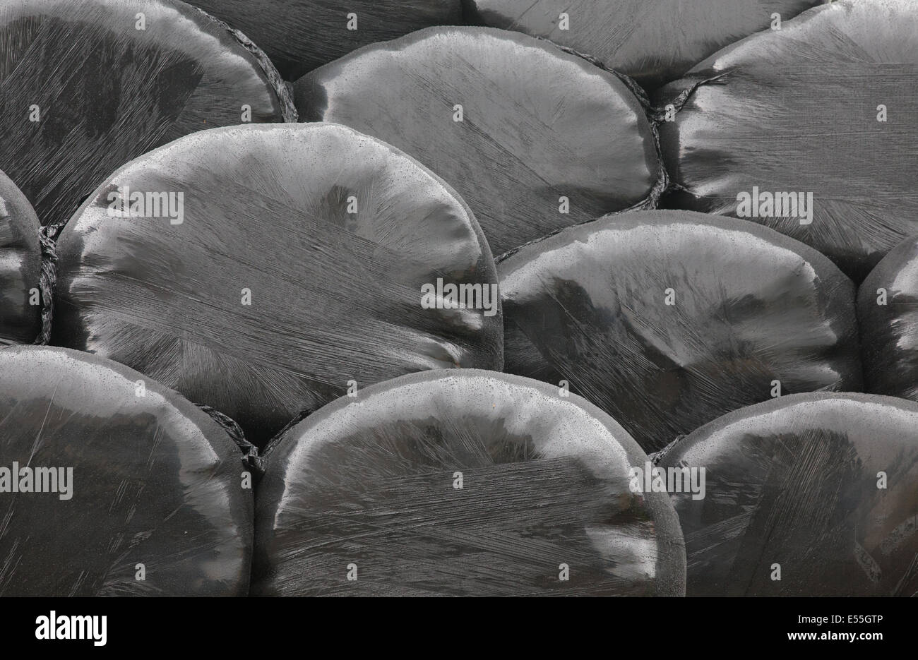 black wrapped haylage silage bales Stock Photo - Alamy