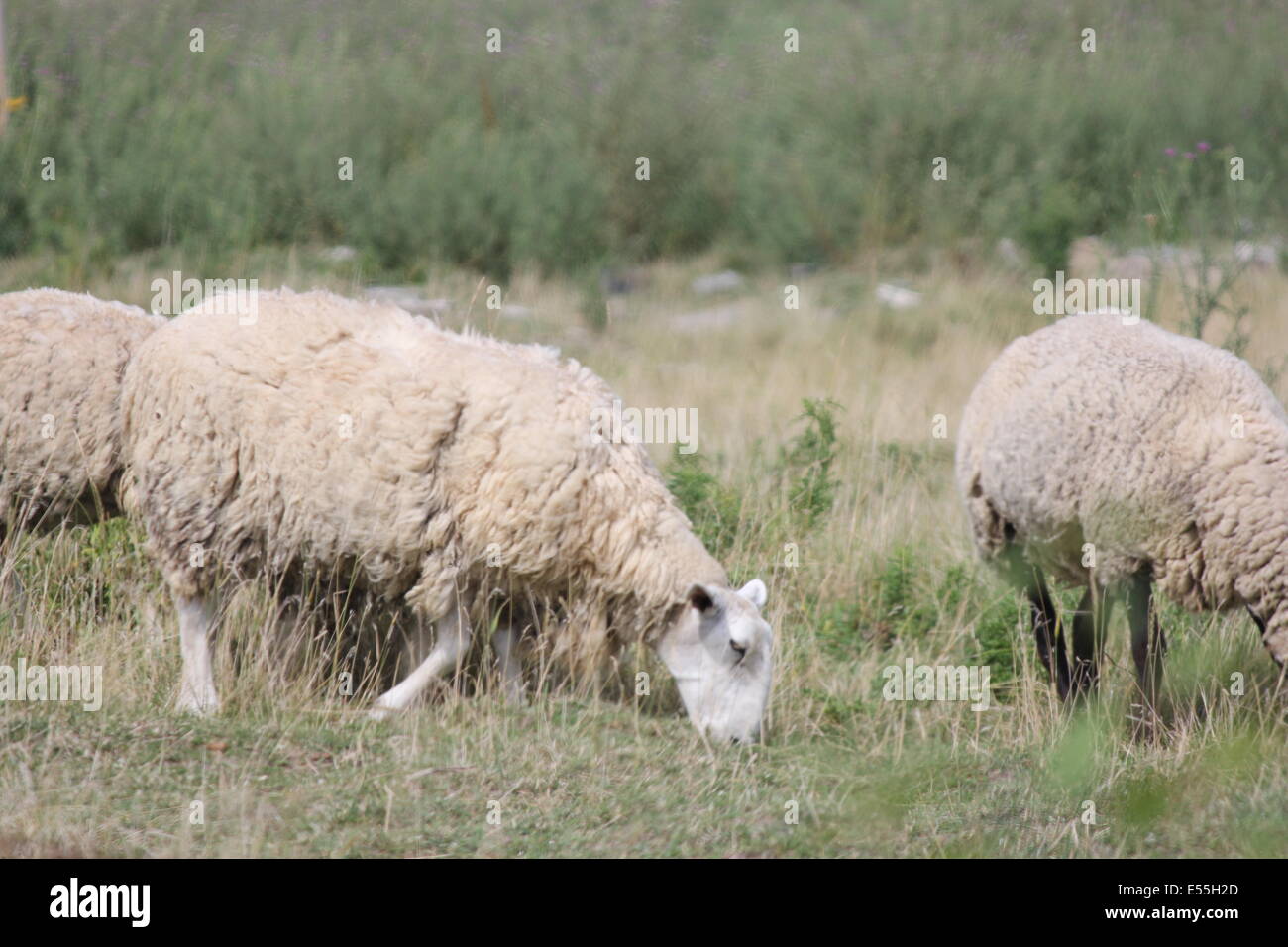Sheep grazing in the tall grass in a small field Stock Photo - Alamy