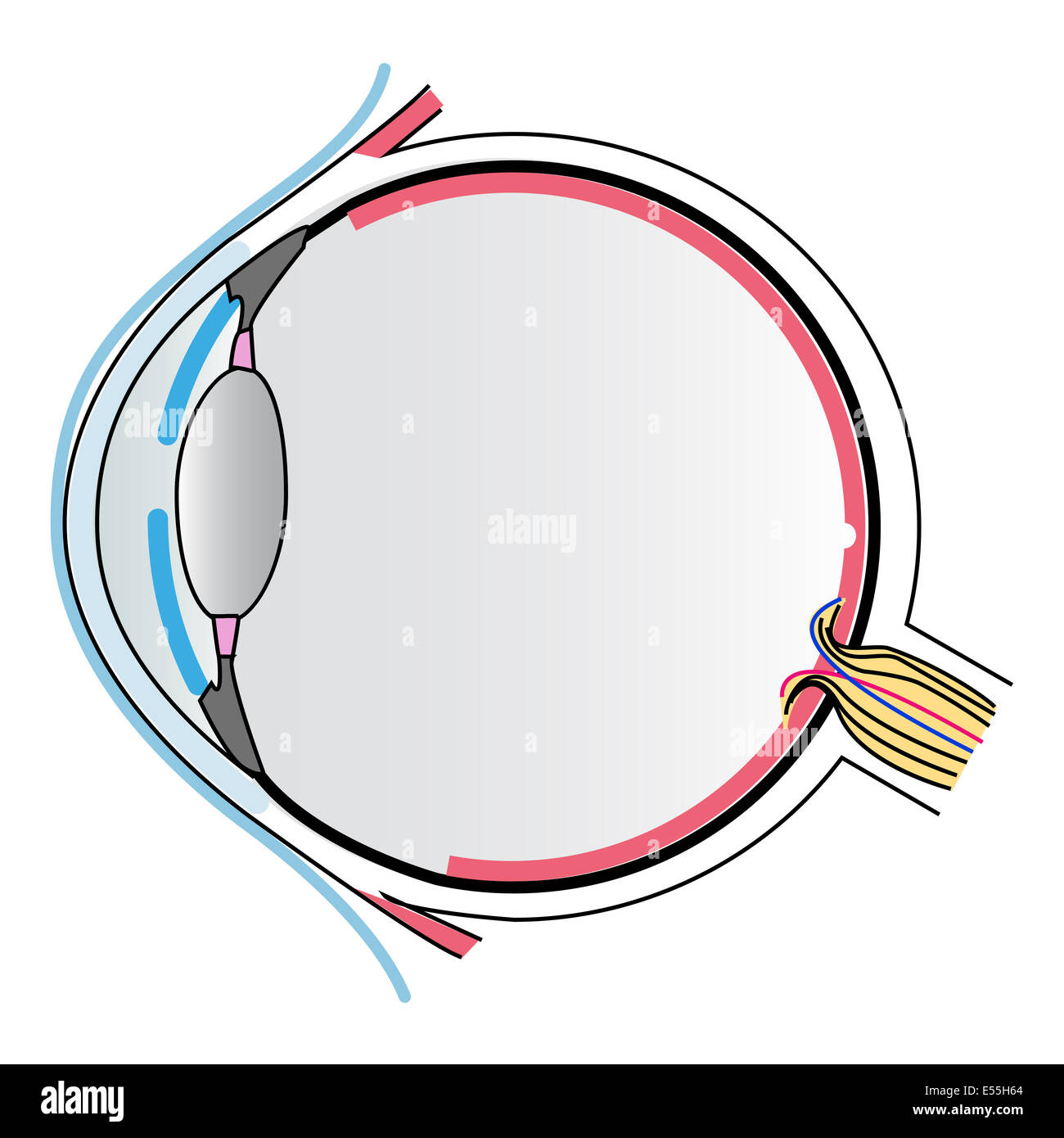 Anantomy Diagram Blank Eye Anatomy Of The Eye American Association