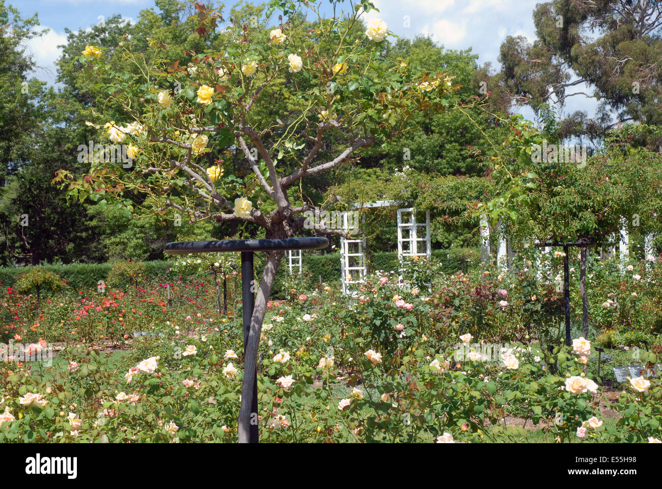 Rose Garden, Canberra, Australia Stock Photo - Alamy