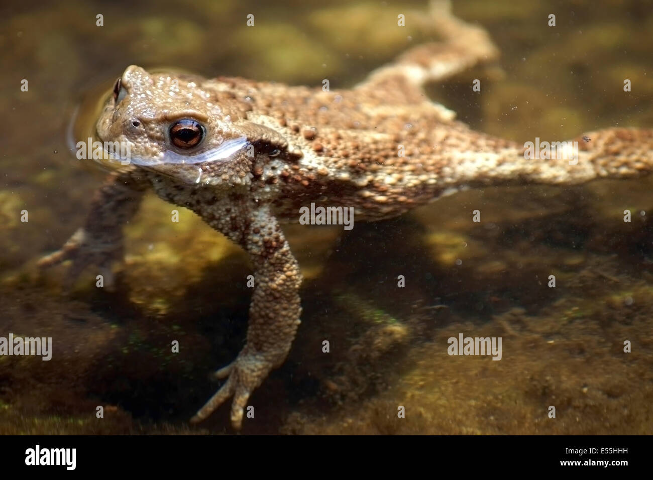 Curious toad hi-res stock photography and images - Alamy