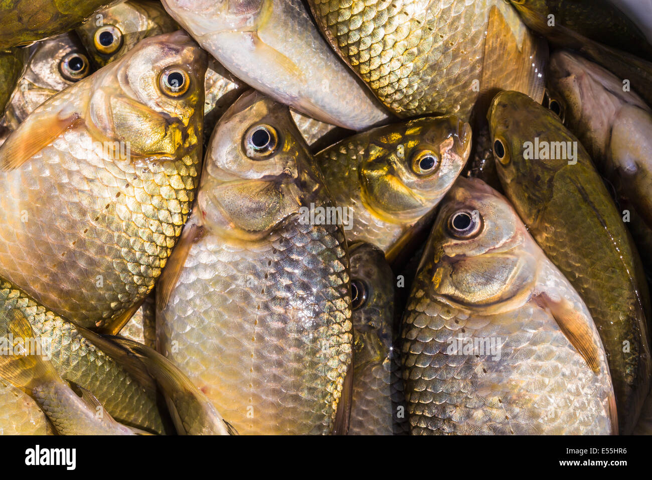 background of small fish caught in the river crucian carp Stock Photo ...