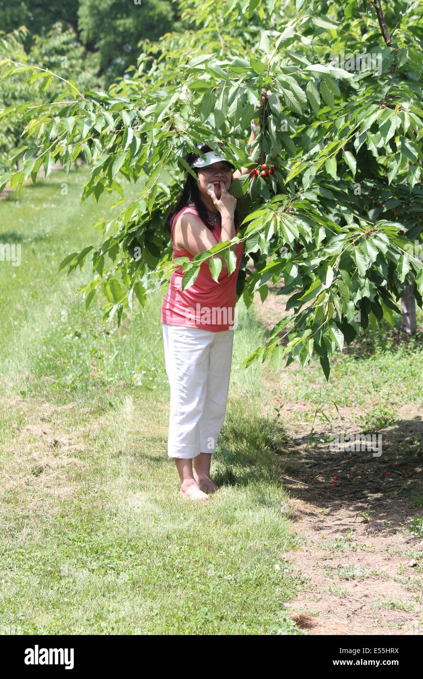 Pretty lady beside a cherry tree, holding a branch loaded with ripe ...