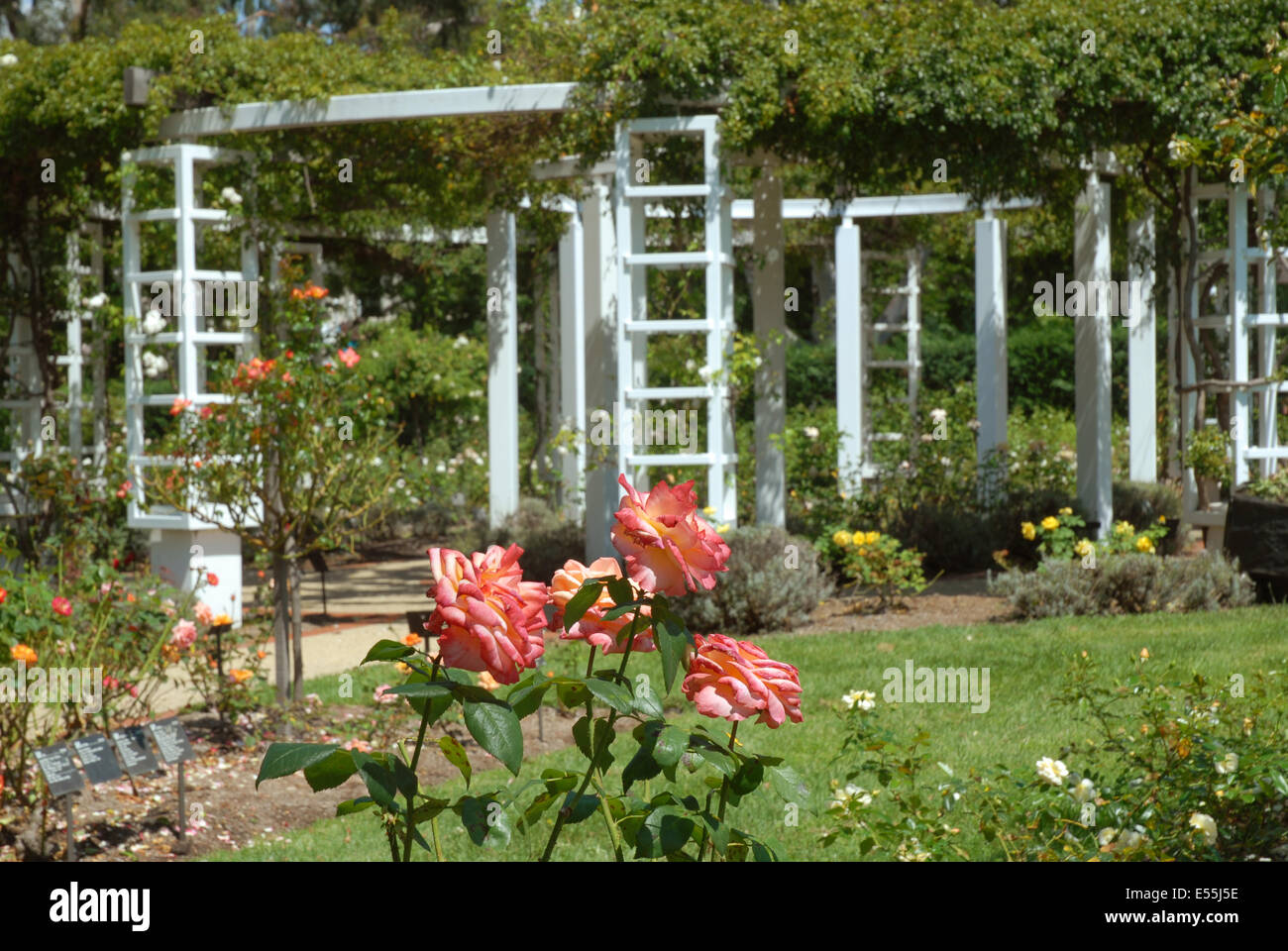 Senate Rose Gardens, Old Parliament House, Canberra, ACT, Australia ...