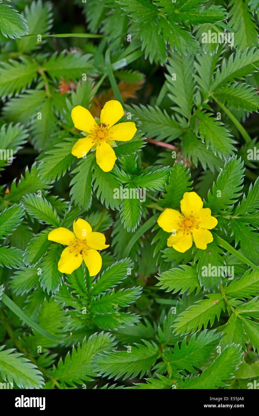 Rgentina anserina hi-res stock photography and images - Alamy