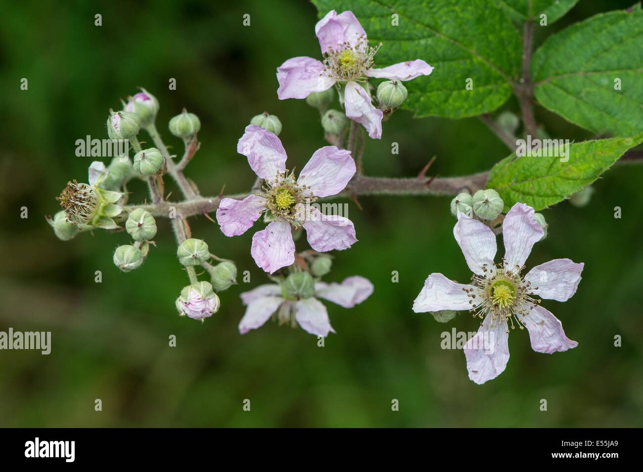 Common Bramble flowers, Rubus fruticosus Stock Photo - Alamy