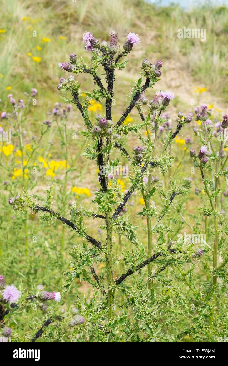 Creeping thistle, Cirsium arvense, with black aphid (Aphis Fabae ...