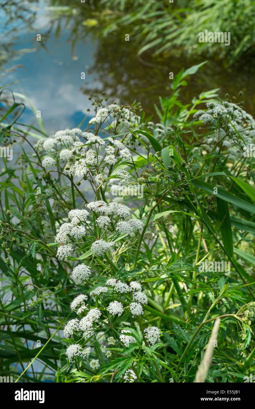 Cowbane hi-res stock photography and images - Alamy