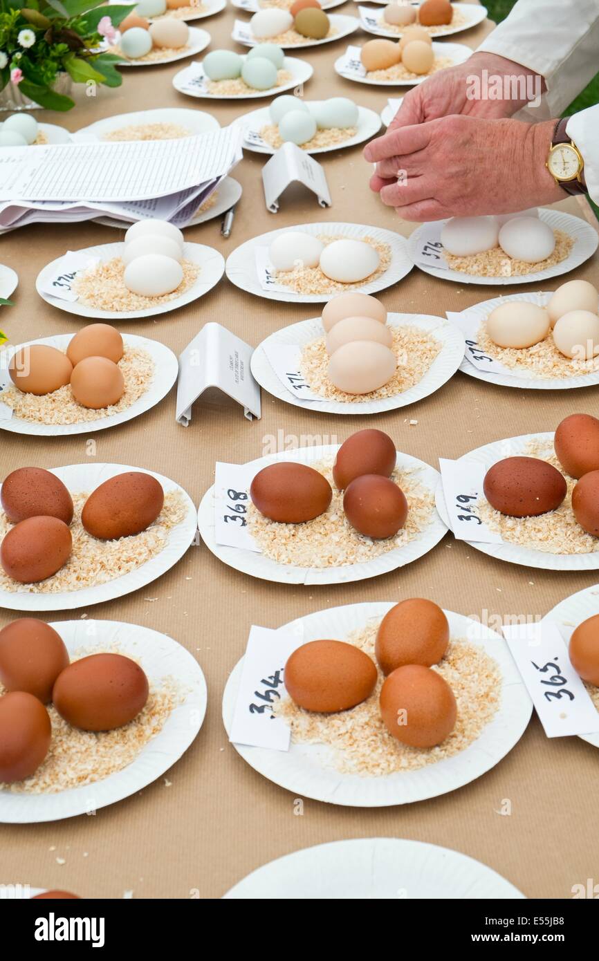 Judging inspecting eggs in competition, Royal Norfolk Show Stock Photo ...
