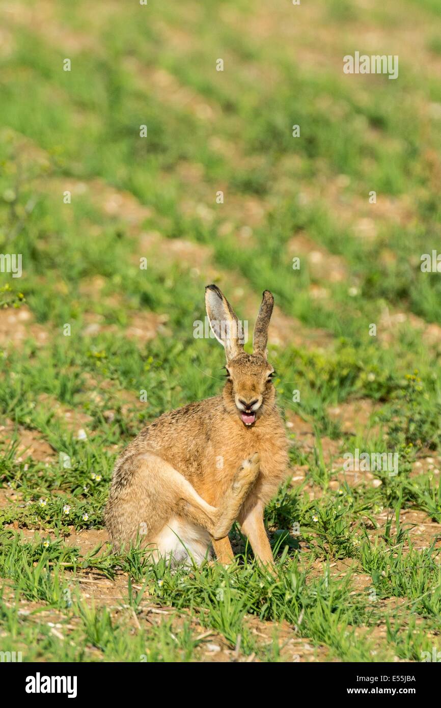 European hare (Lepus europaeus), grooming and showing teeth, England ...