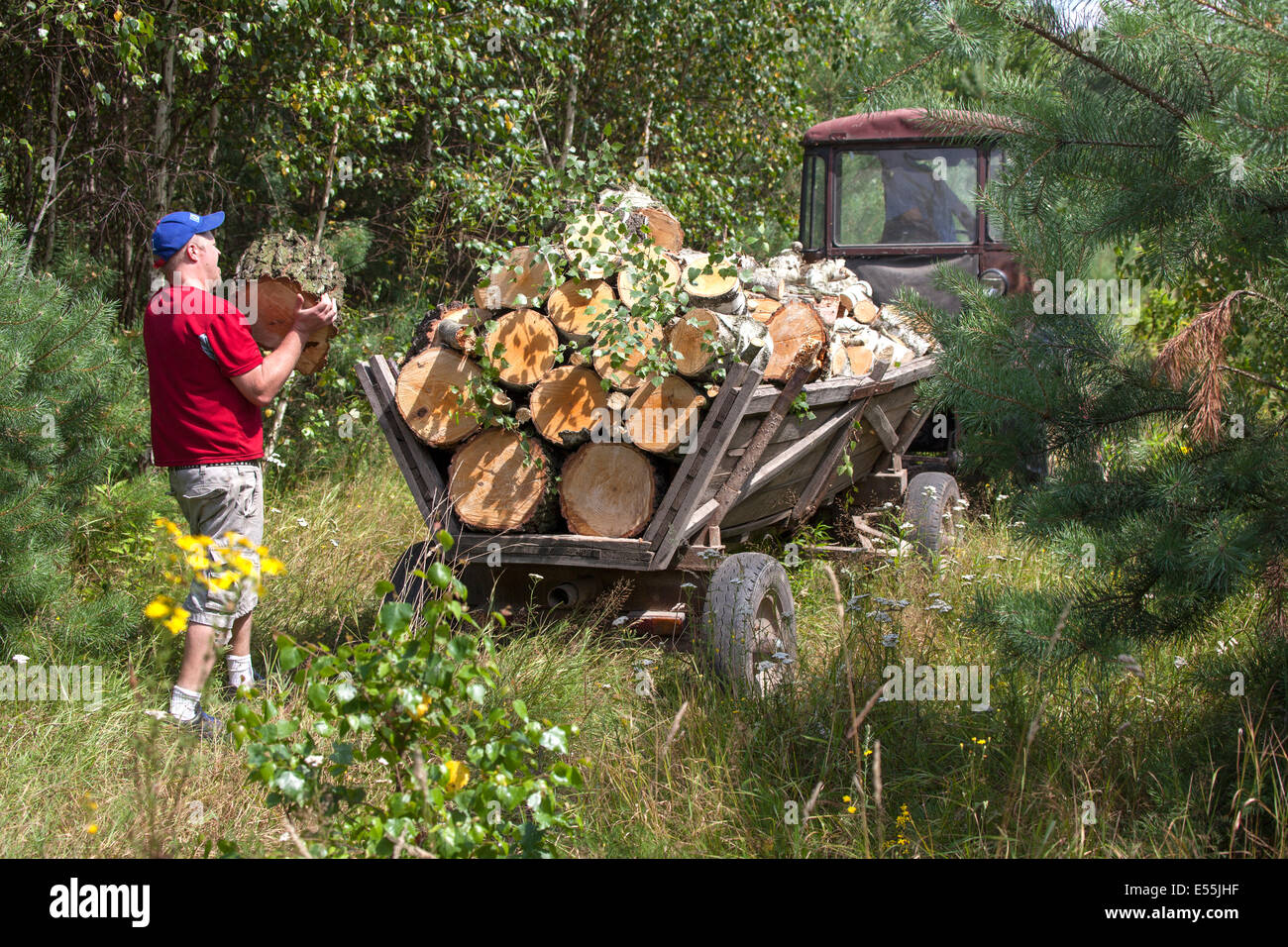 Man loading tractor pulled wagon with cut firewood. Zawady Poland Stock ...
