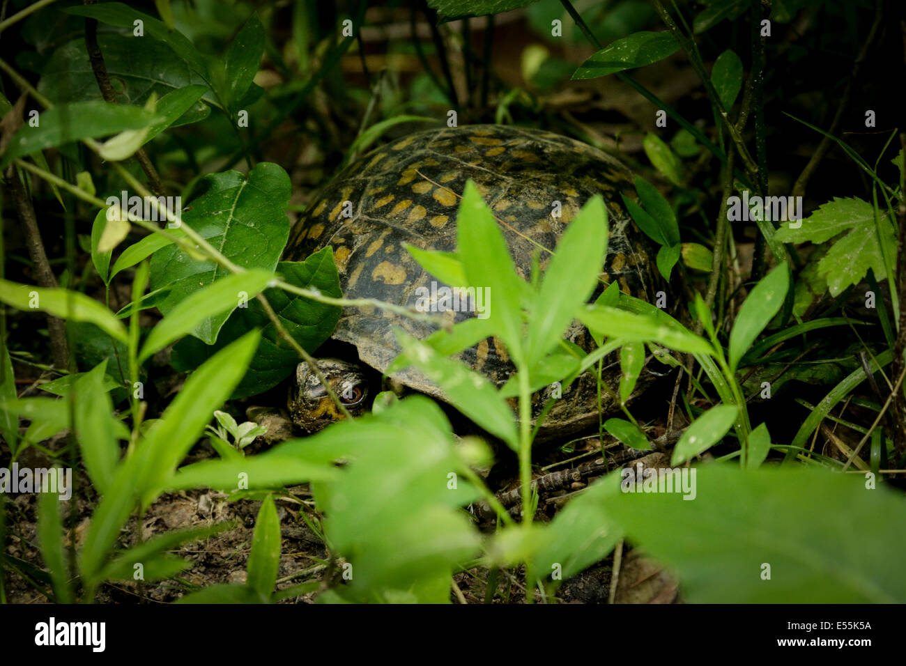 Turtle hiding shell hi-res stock photography and images - Alamy