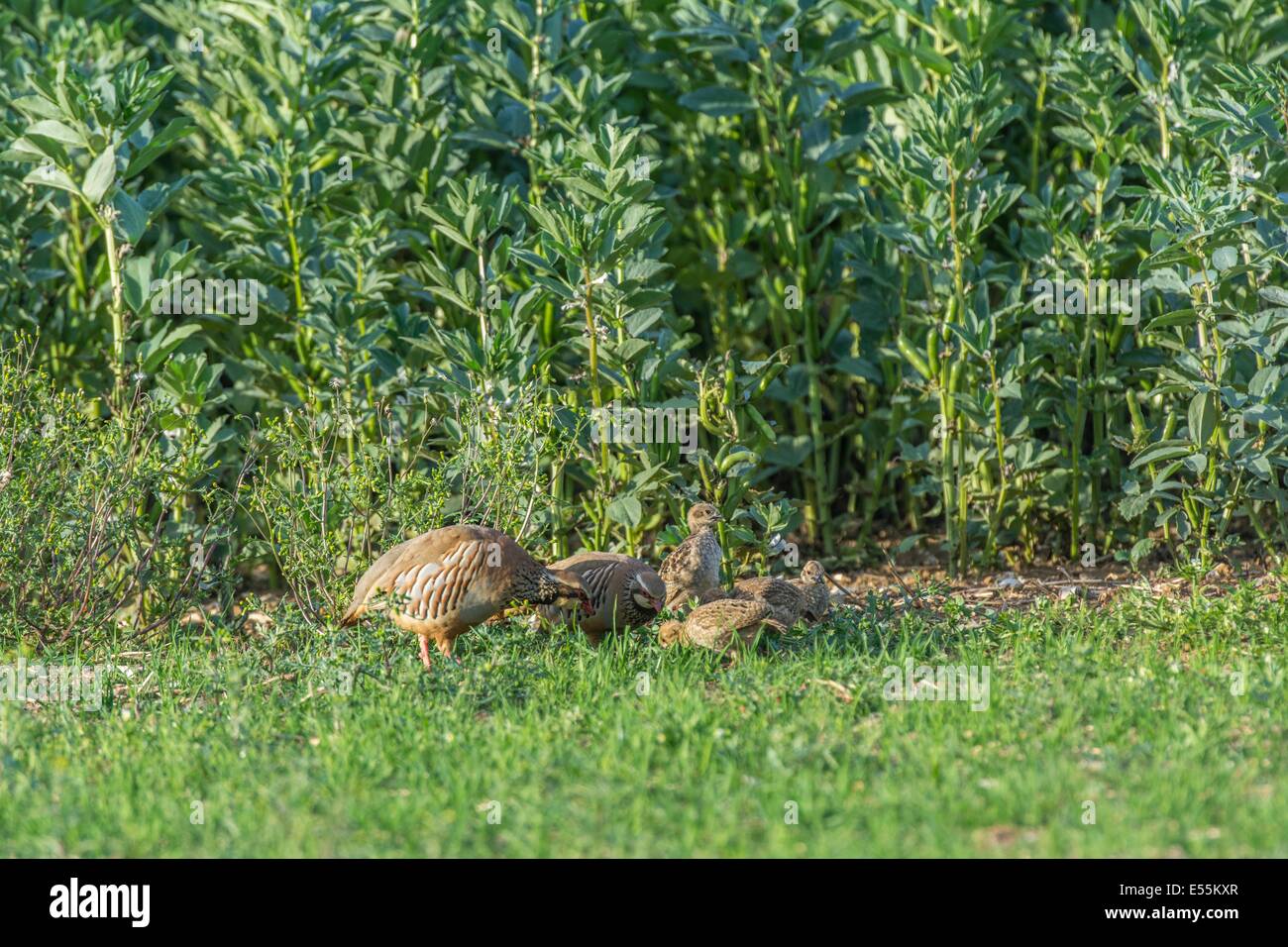 Farms With Animals And Crops