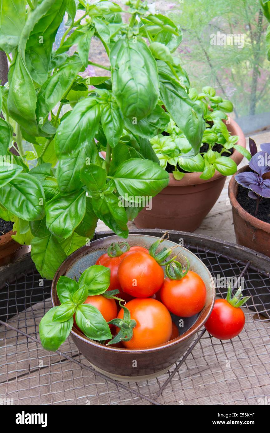 Pot grown Sweet, Purple and Thai Basil in greenhouse with bowl of fresh ...