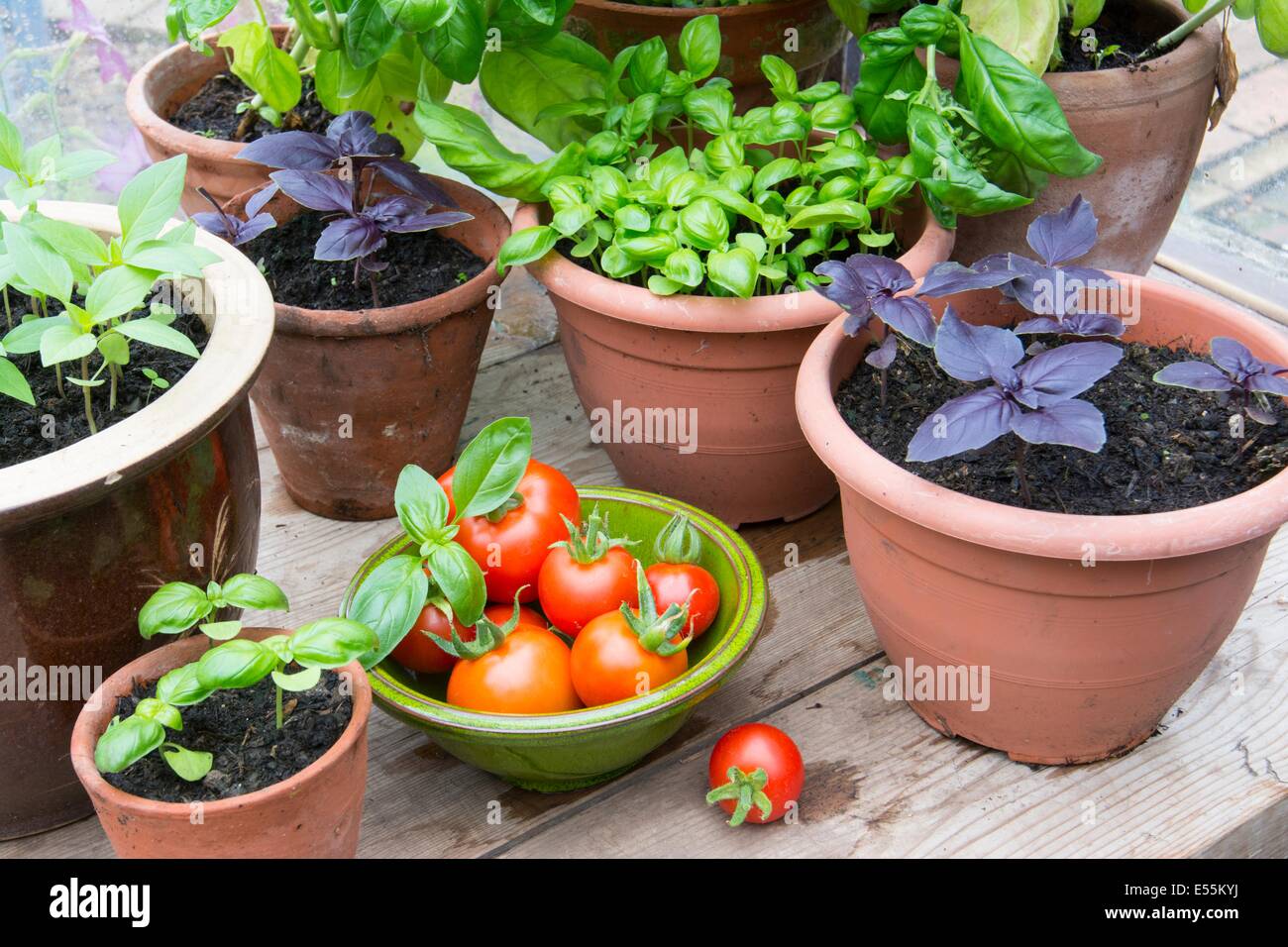 Pot grown Sweet, Purple and Thai Basil in greenhouse with bowl of fresh ...