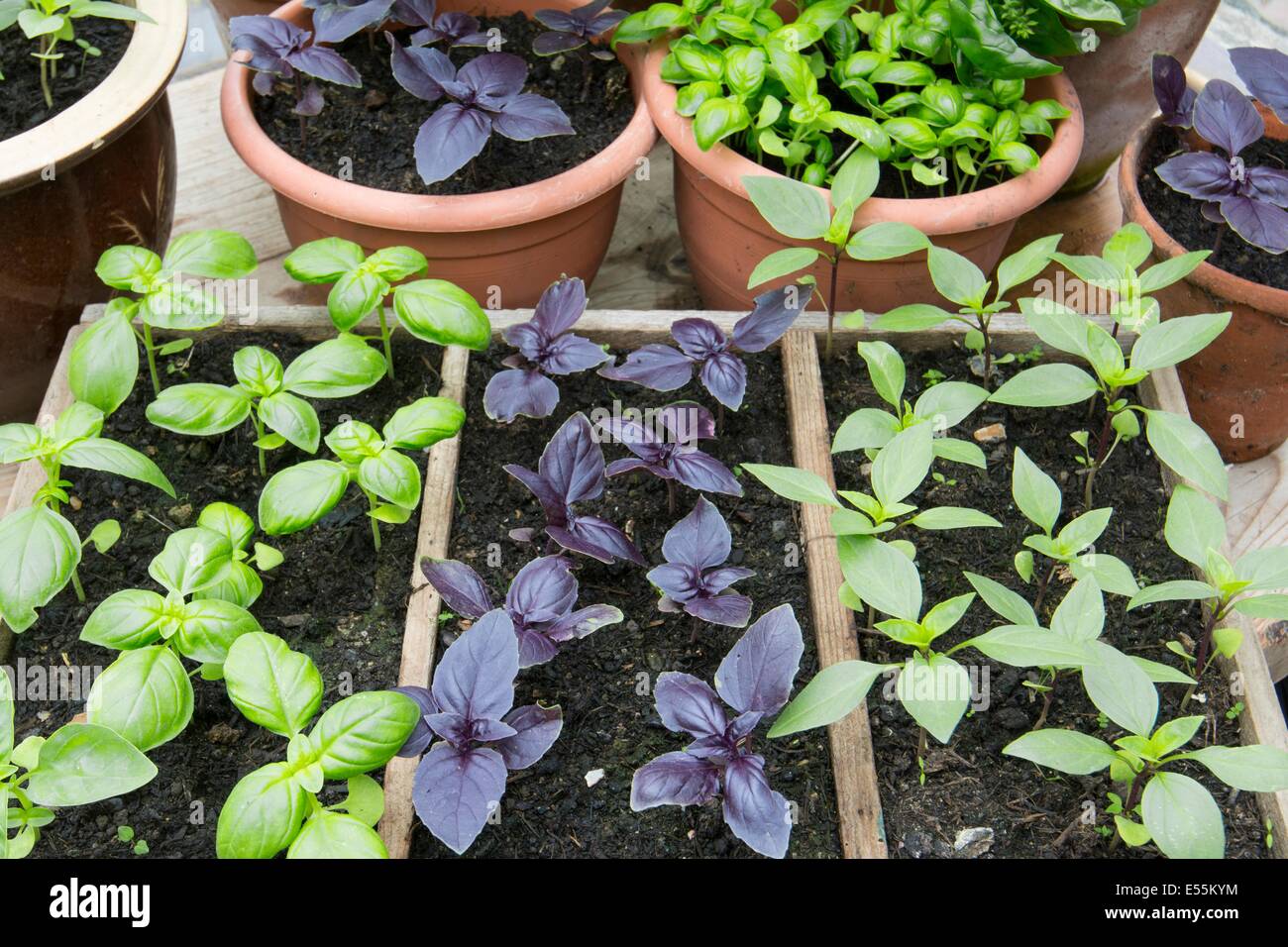 Container grown Sweet, Purple and Thai Basil in greenhouse, England ...