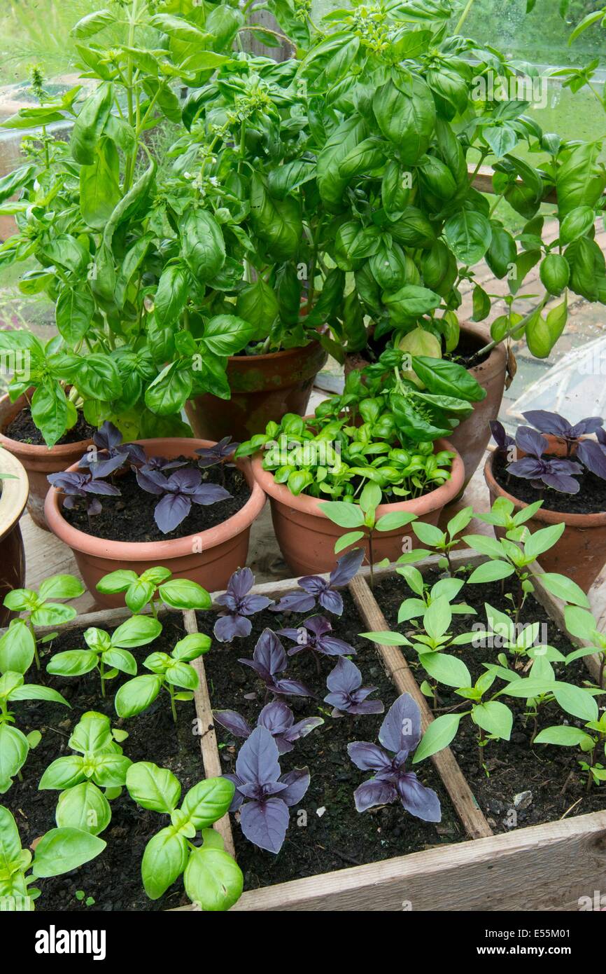 Container grown Sweet, Purple and Thai Basil in greenhouse, England ...