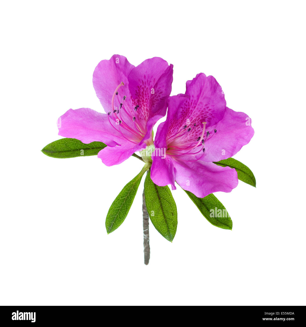 Azalea flower hi-res stock photography and images - Alamy