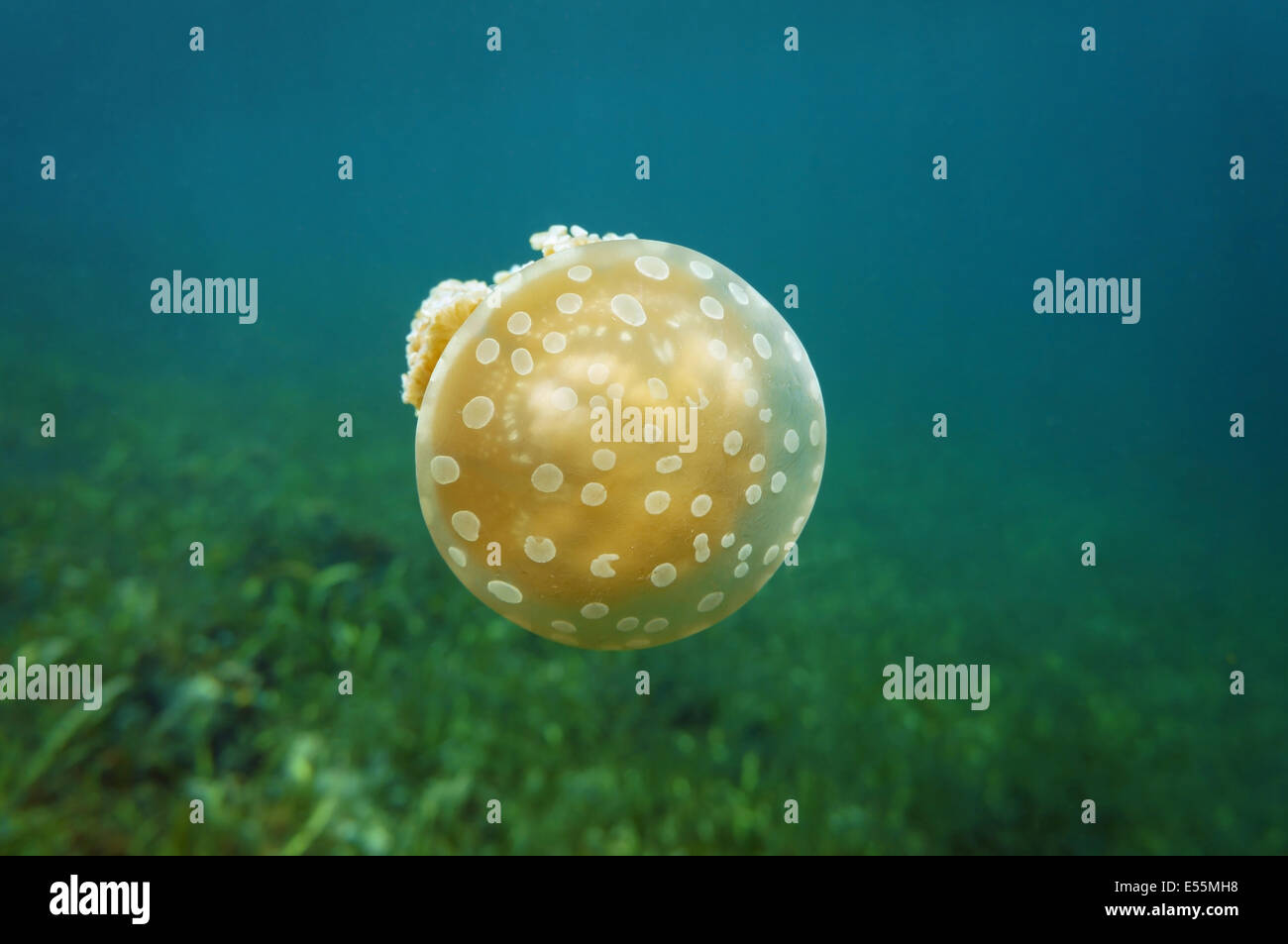 Golden medusa, Mastigias jellyfish in the Caribbean sea, Panama ...