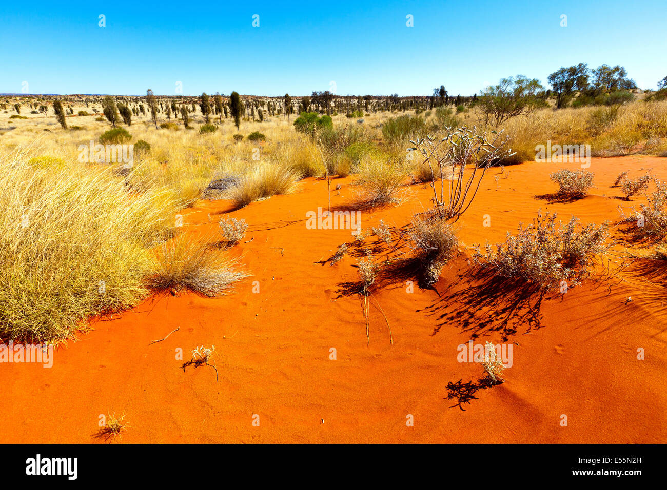 Red desert australia tree hi-res stock photography and images - Alamy