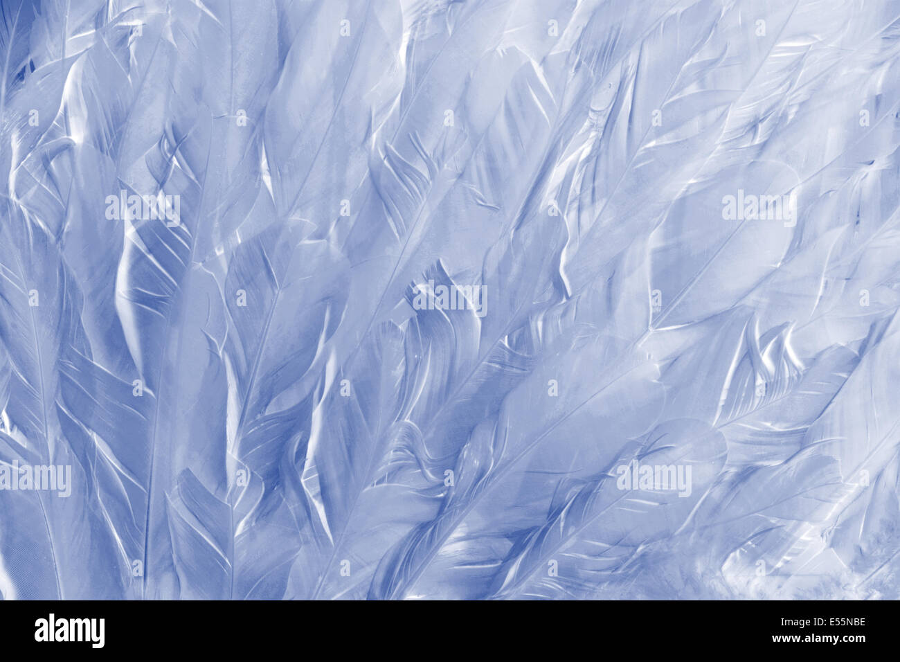 Plumage texture hi-res stock photography and images - Alamy