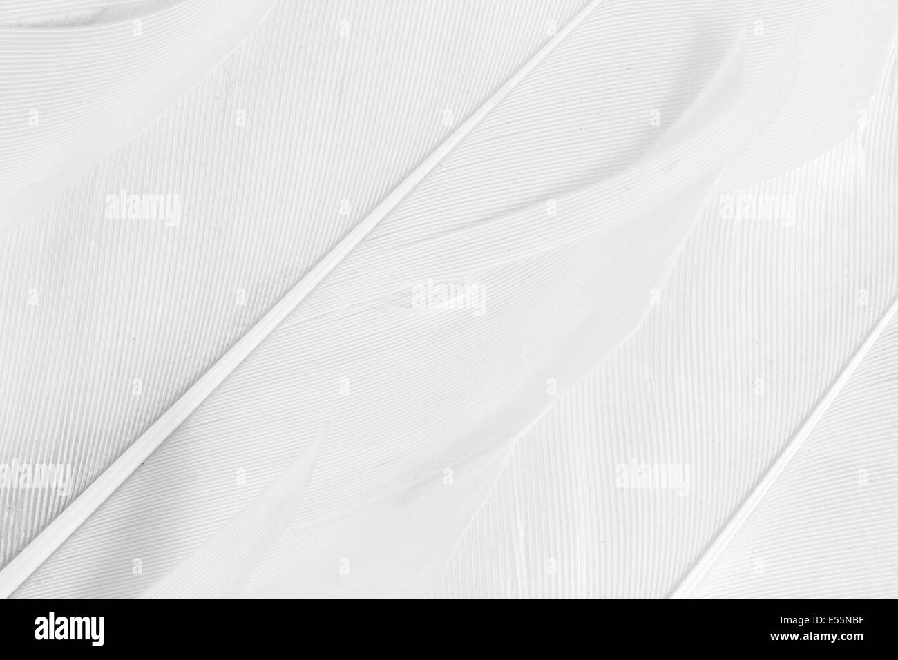 Still life with feathers Black and White Stock Photos & Images - Alamy